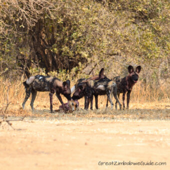 My time with the painted wolves from David Attenborough's Dynasties