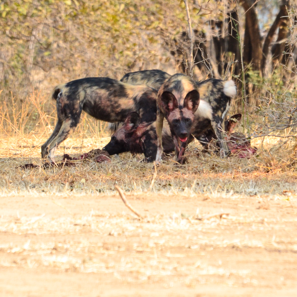My time with the painted wolves from David Attenborough's Dynasties