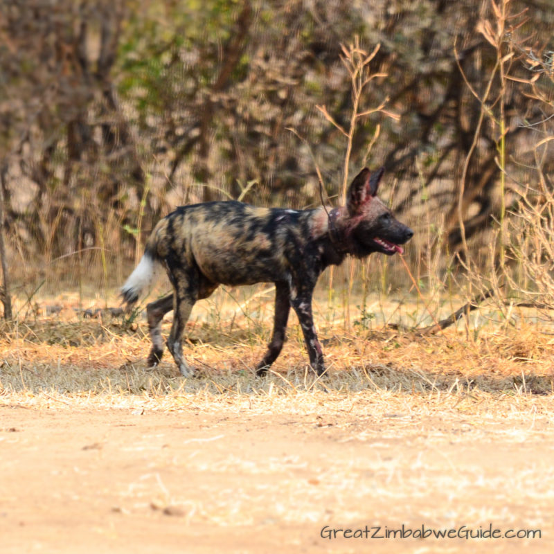My time with the painted wolves from David Attenborough's Dynasties