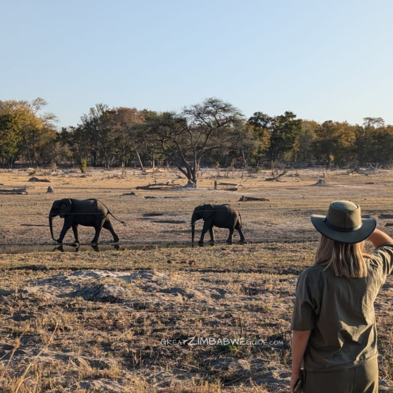 A brief guide to National Parks of Zimbabwe 2026